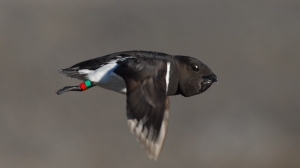 Overraskende beiteadferd hos alkekongen - SEAPOP