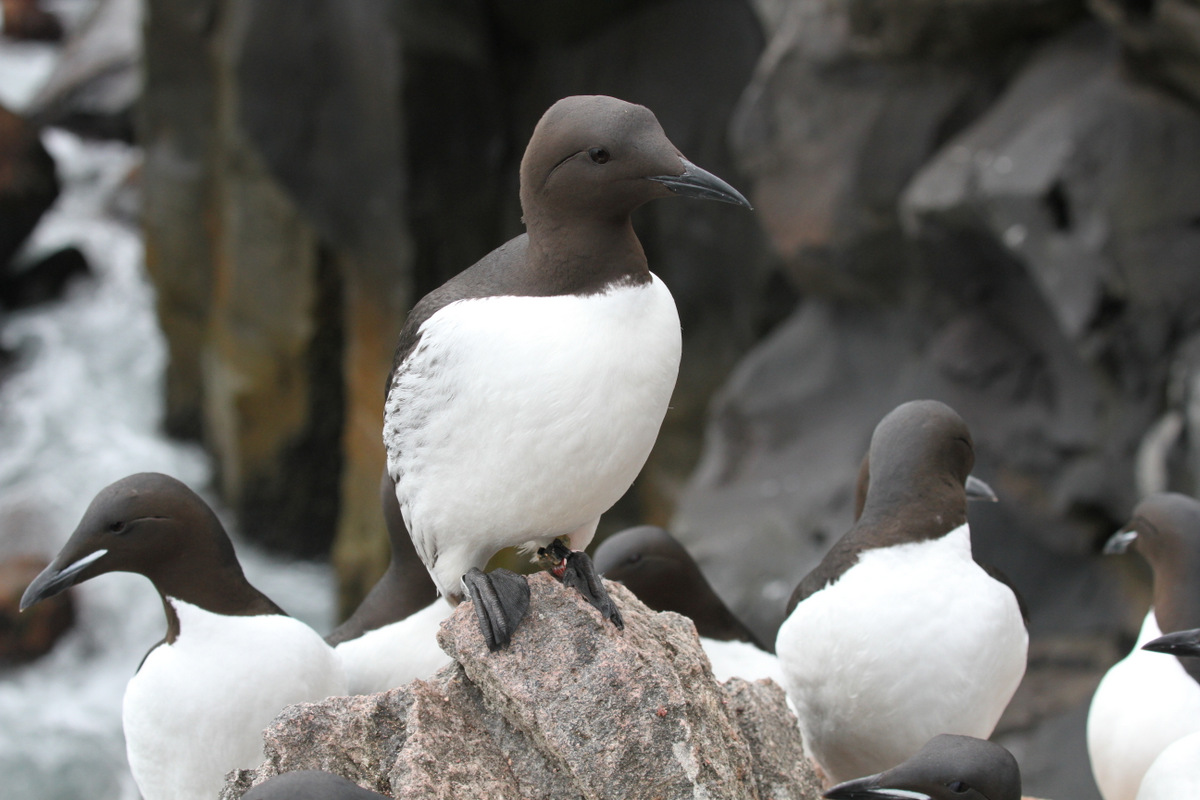 Light loggers and stable isotopes contribute to identify moult ...