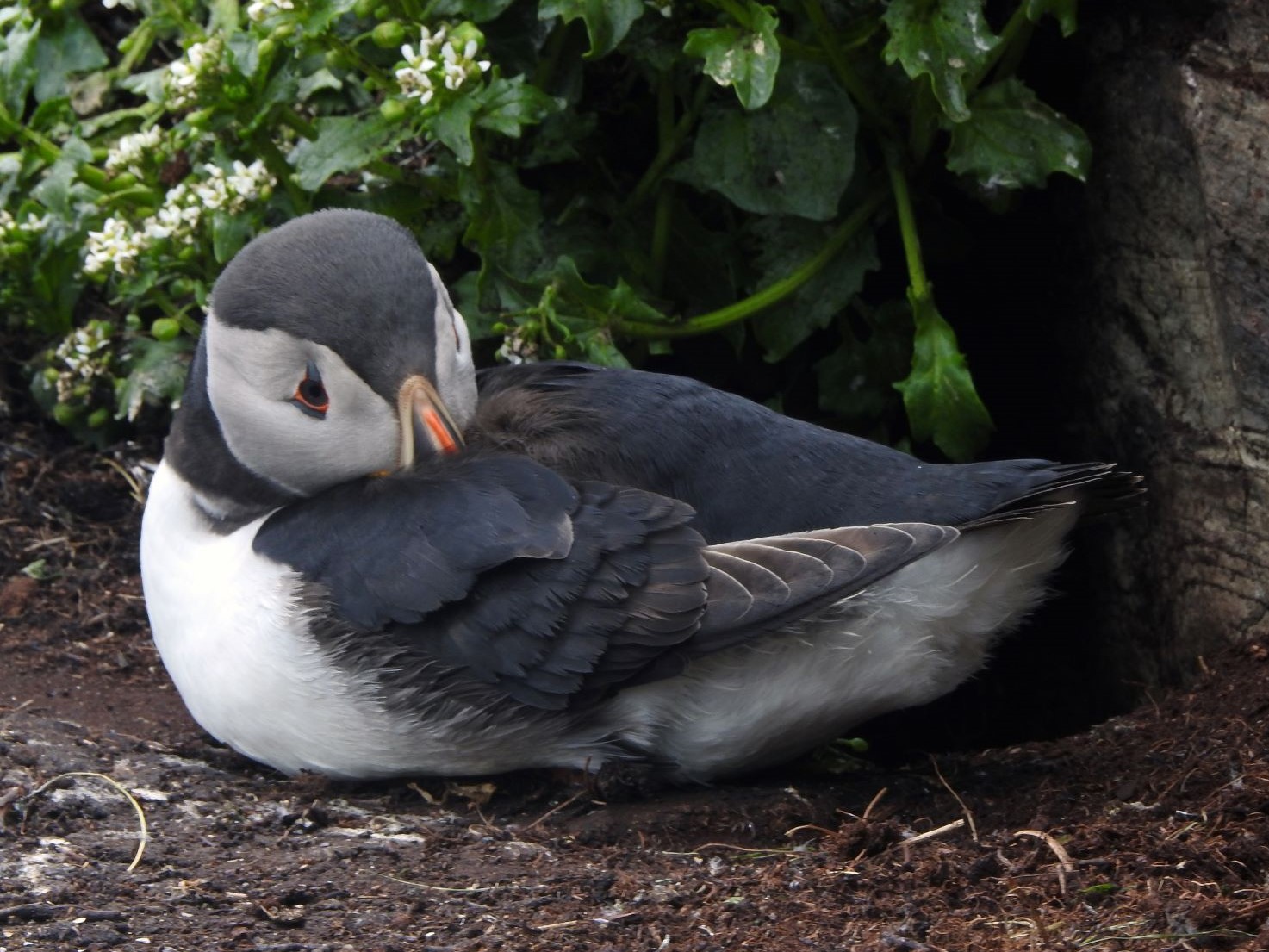 Reproduksjon reduserer lundenes overlevelse ved høy alder - SEAPOP