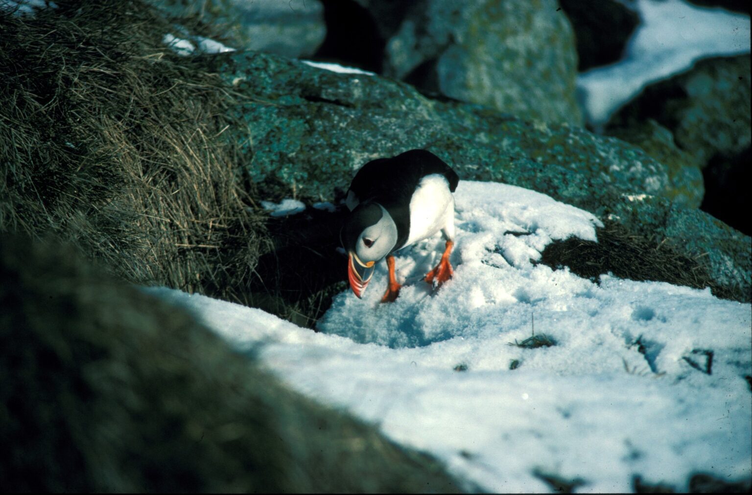 Large study of the breeding phenology of seabirds across the North ...