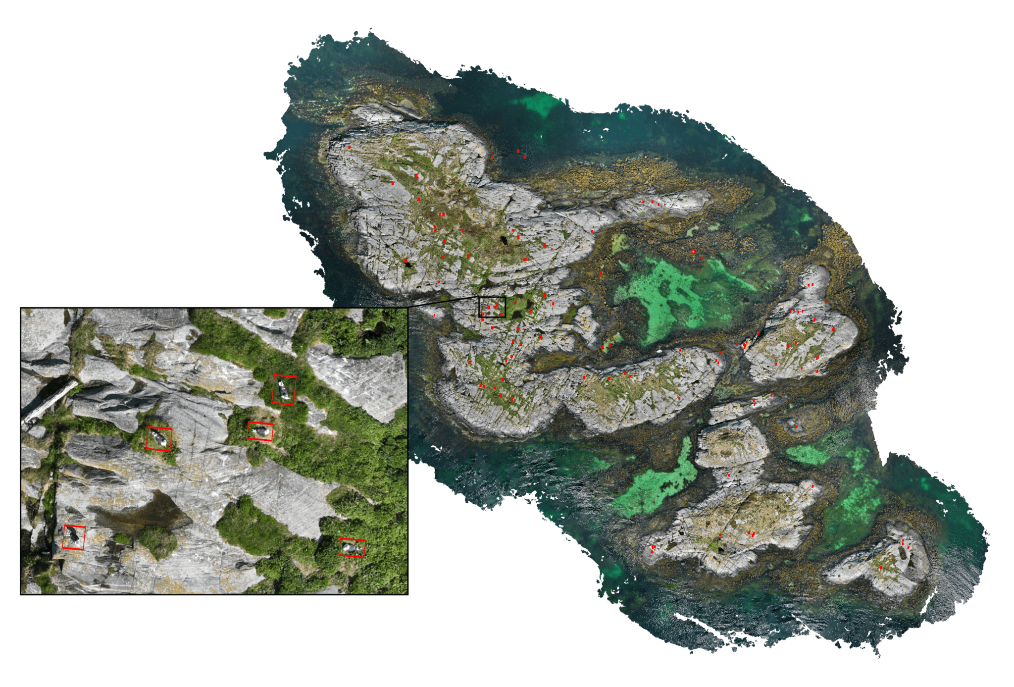 Drones and artificial intelligence bring new precision to seabird ...